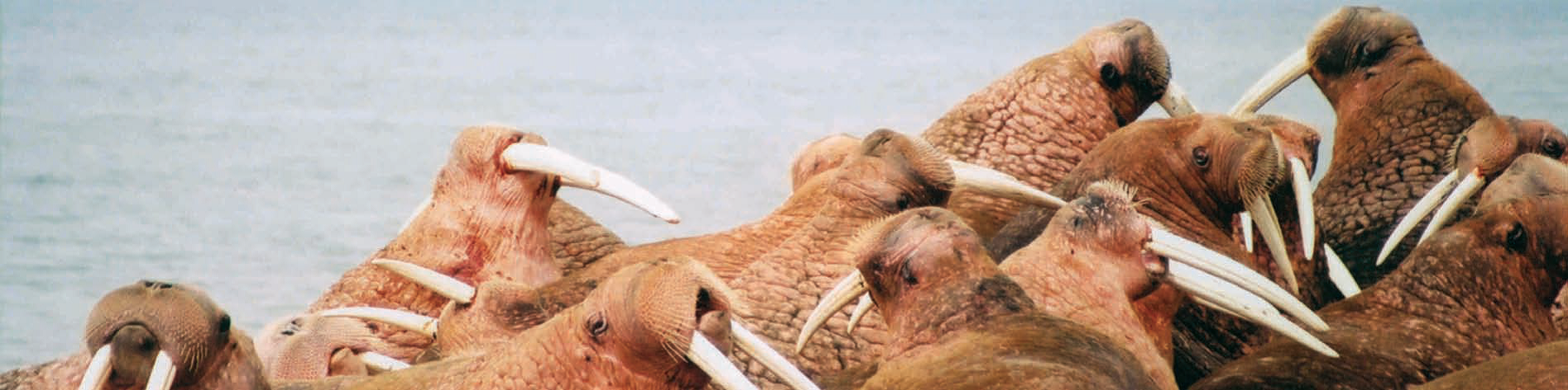 Science | Arctic For All