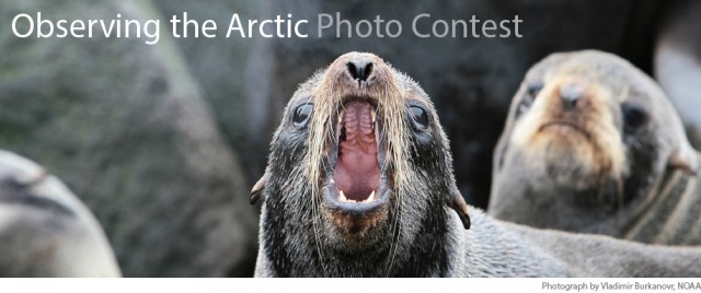 Arctic Research Commission Releases Photo Contest Winners | Arctic For All